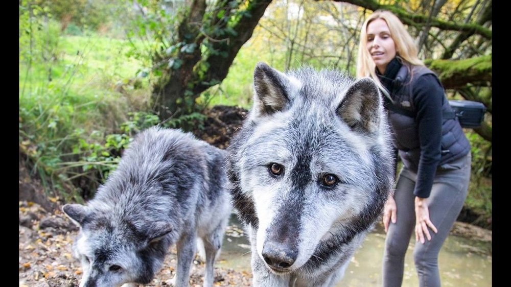 The Largest Modern Animals in the World- Daily Science Journal