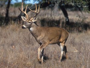 What Do You Call Male, Female, Baby, and Groups of Deer? - Daily ...