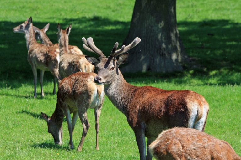 What Do You Call Male, Female, Baby, and Groups of Deer? - Daily ...