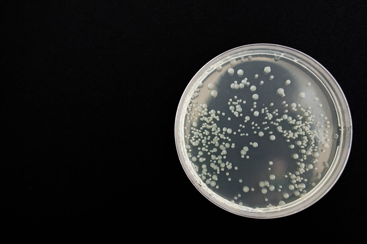 What is Cellular Respiration and Why Is it Important?