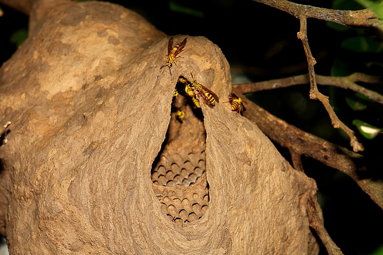 The Executioner Wasp: A Living Nightmare - Daily Science Journal