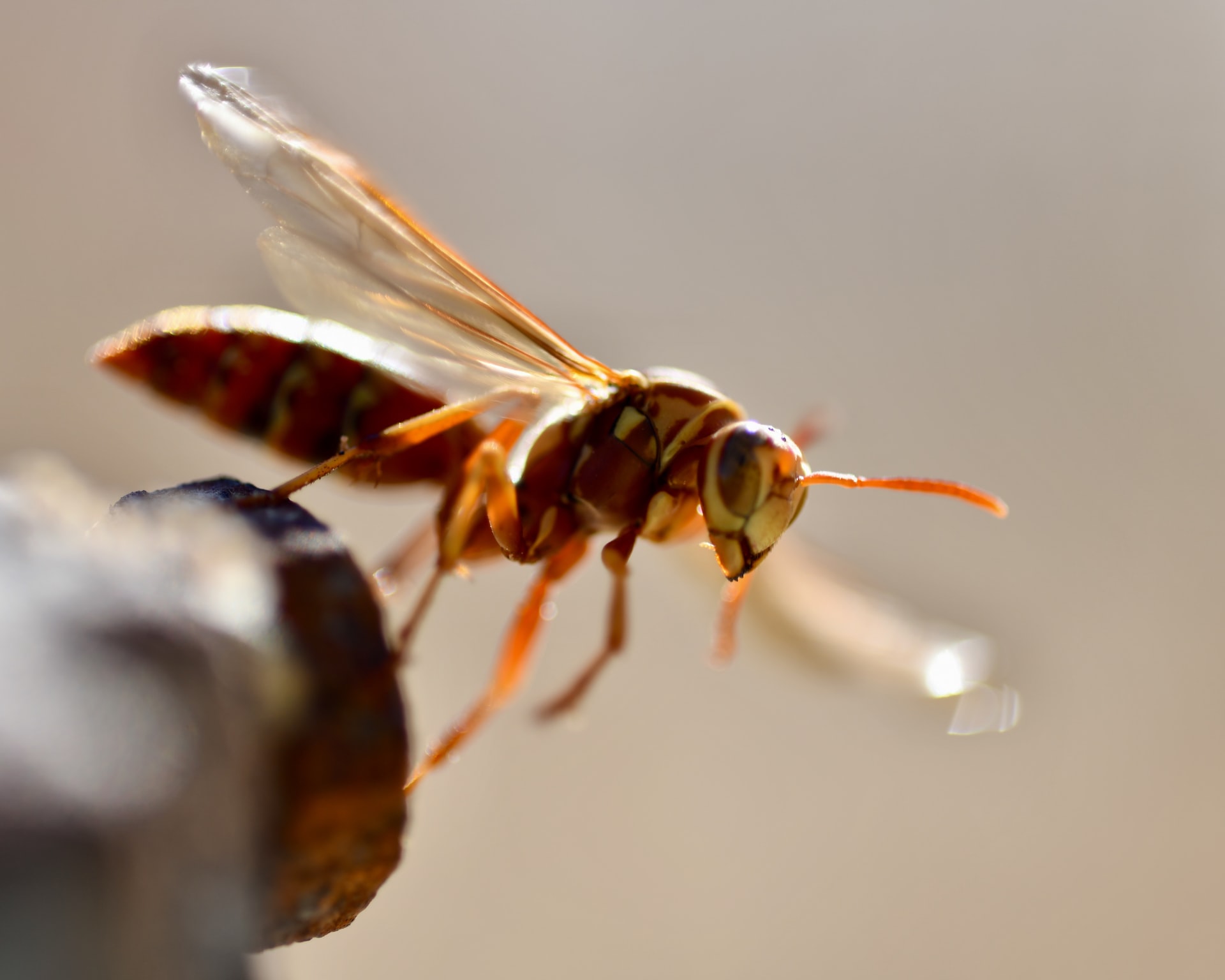The Executioner Wasp: A Living Nightmare - Daily Science Journal