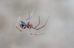 Flying Spiders Are Real And They're Scary - Daily Science Journal