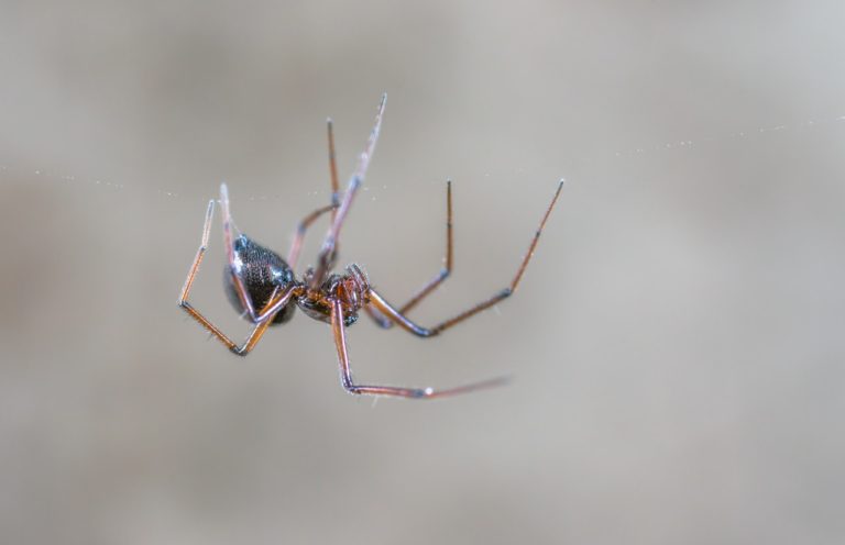 Flying Spiders Are Real And They're Scary - Daily Science Journal