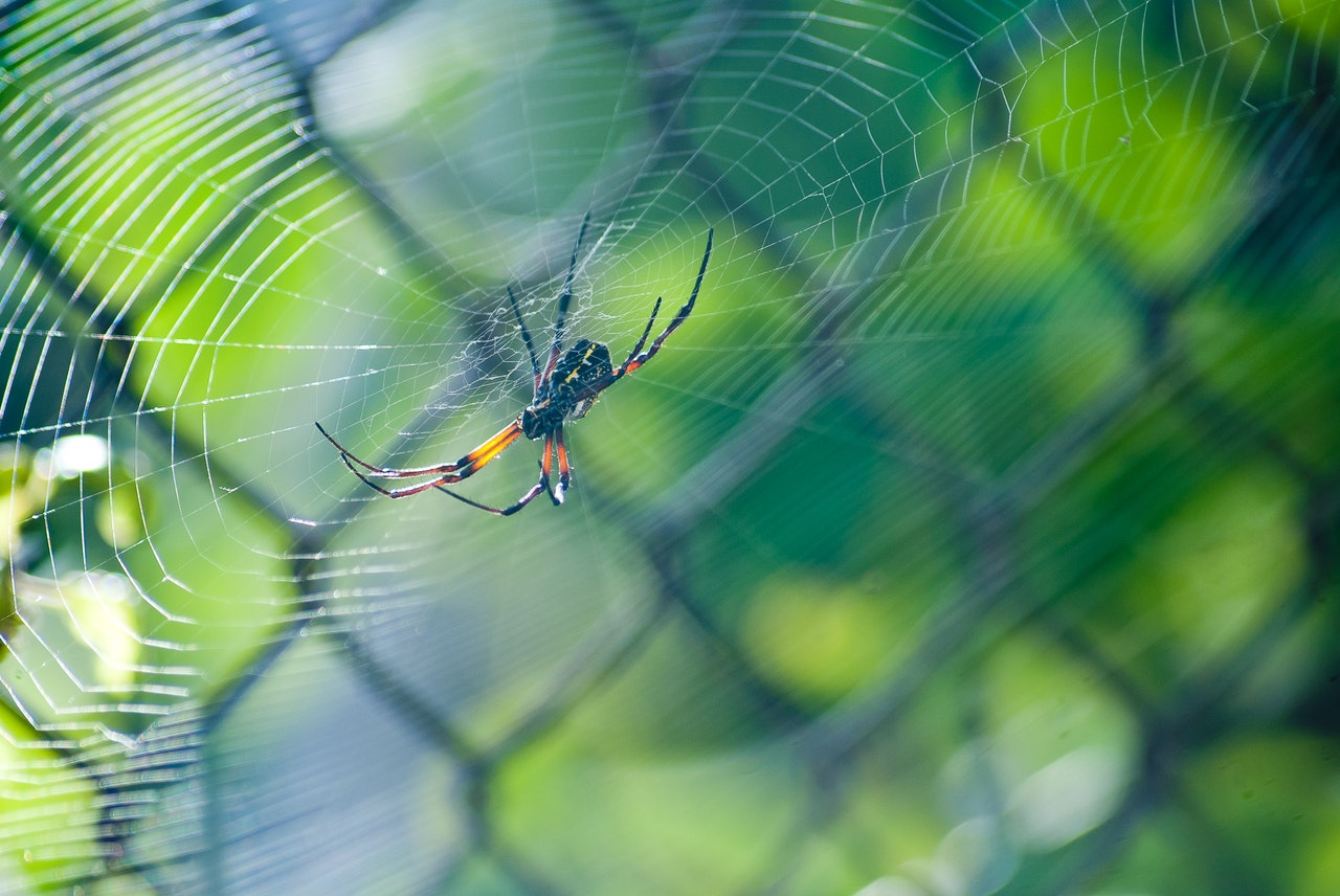 Flying Spiders Are Real And They're Scary - Daily Science Journal