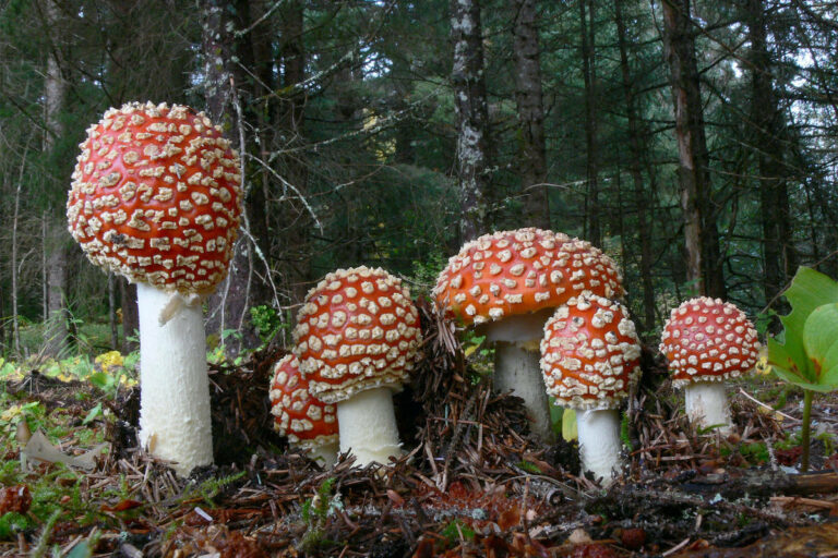 Amanita Muscaria: A Magical Mushroom - Daily Science Journal